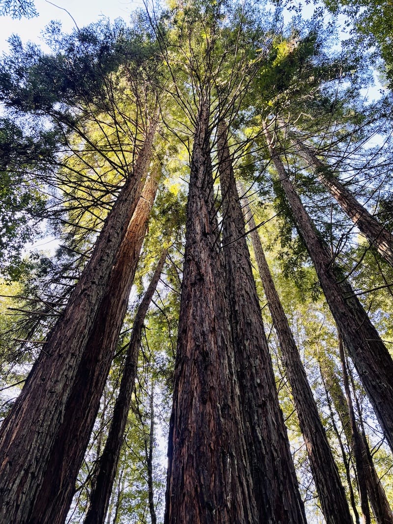 Pine Tree Guide: Types & Care Questions - The Bright Garden